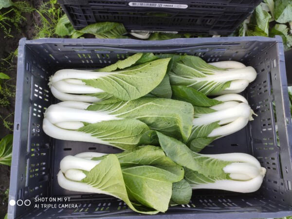 Paksoi teelt | Wij gaan voor kwaliteit – Tuinderij Luijkx