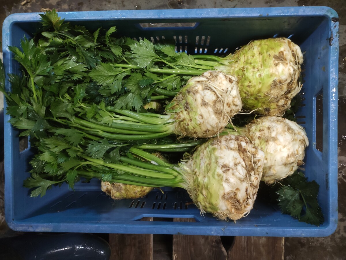 Knolselderij teelt | Wij gaan voor kwaliteit – Tuinderij Luijkx